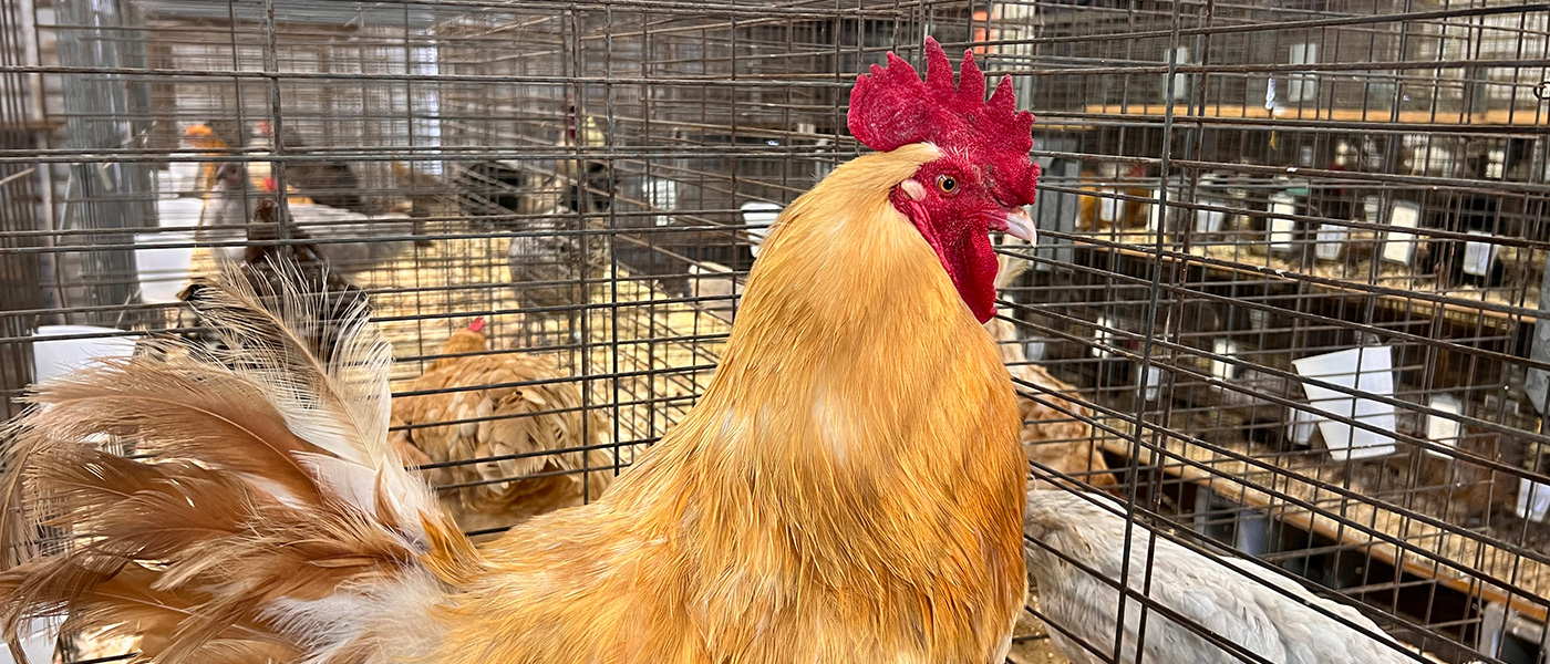 My Fair Tickets | Online Ticketing Solutions for County & State Fairs